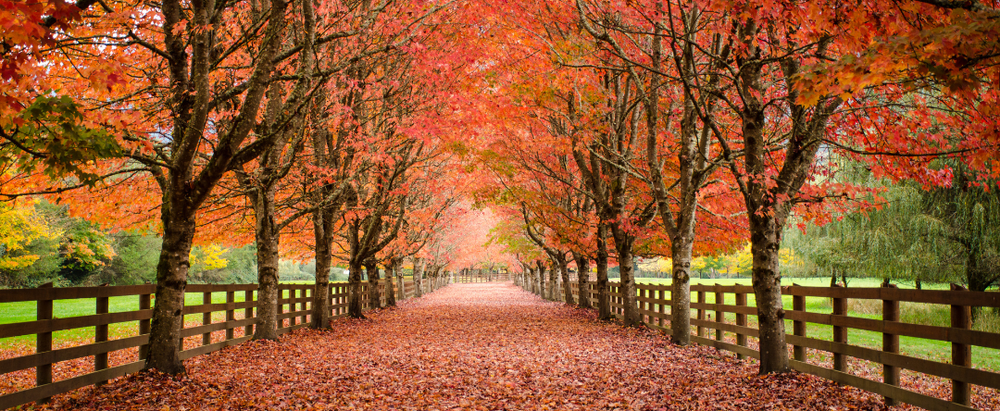 Does Cold Weather Make You Sick? Fall Wellness Prep