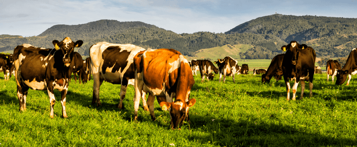 Is Eating Liver Good For You? | Trace Minerals